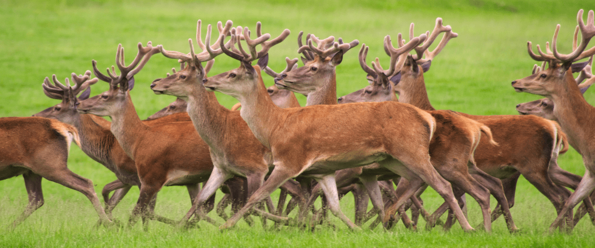 Wild and Game Meat - Umami Premium Meat Company - Olive Fed High ...